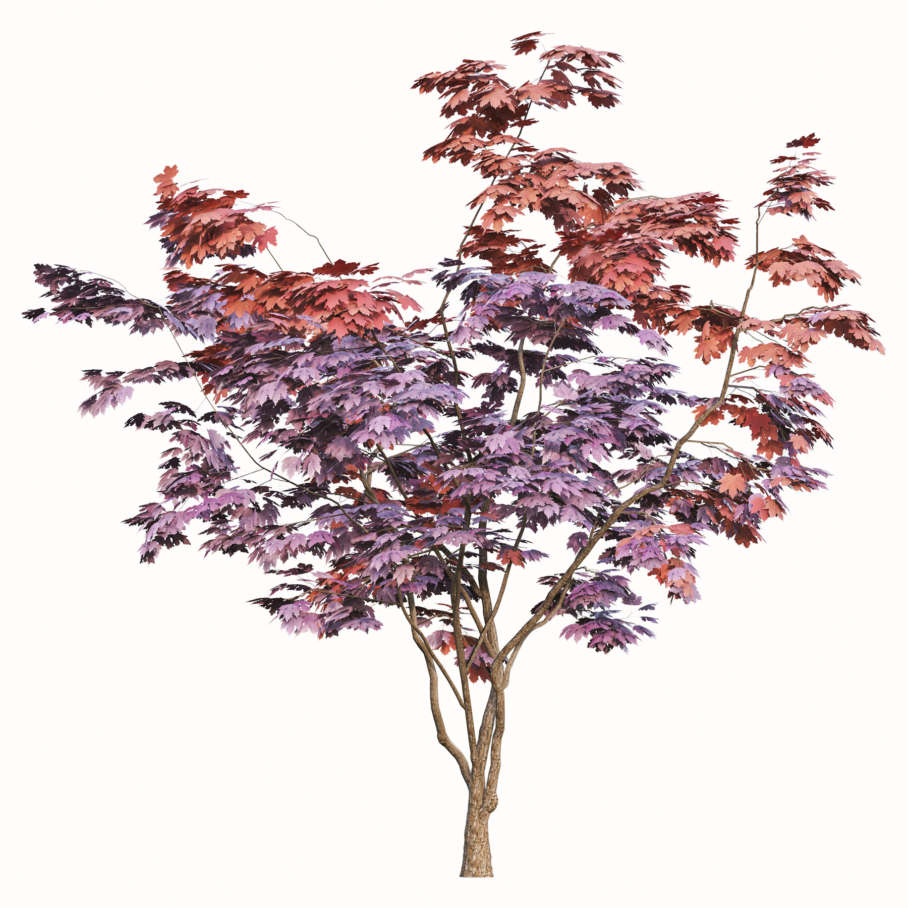 ArtStation - Set of Japanese maple Trees (Palmate Maple) (2 Trees ...