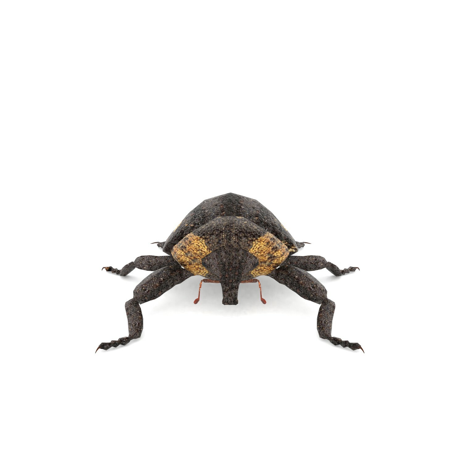 ArtStation - Weevil Echinodera hypocrita | Resources