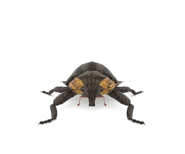 ArtStation - Weevil Echinodera hypocrita | Resources