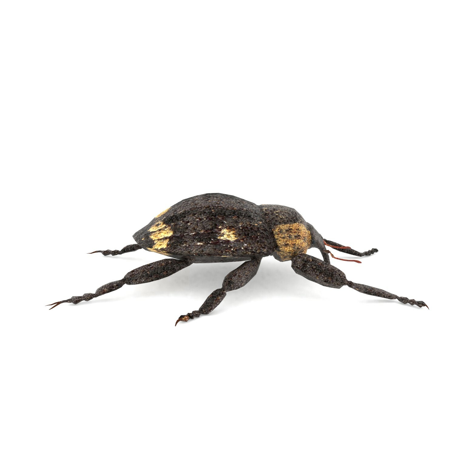 ArtStation - Weevil Echinodera hypocrita | Resources