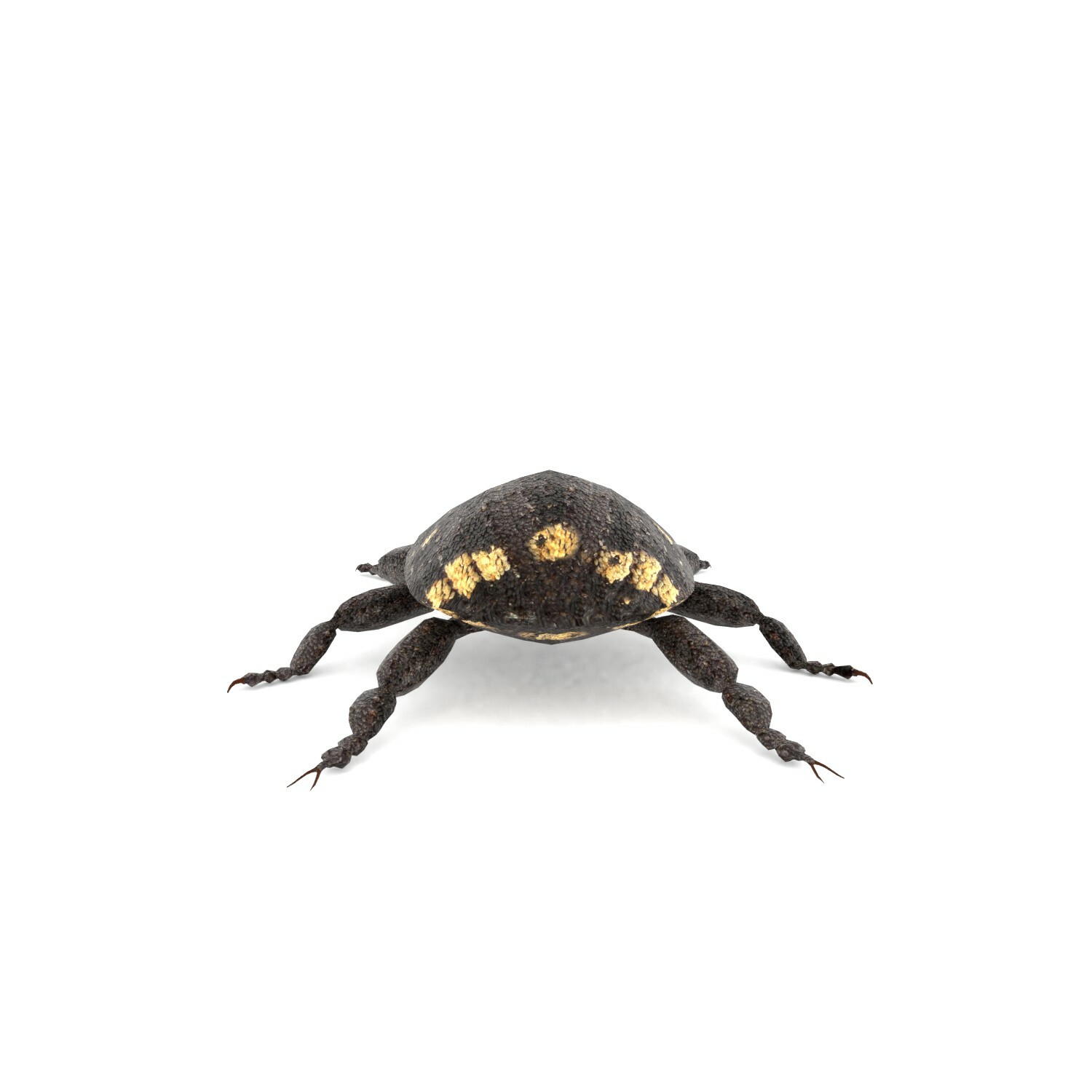 ArtStation - Weevil Echinodera hypocrita | Resources