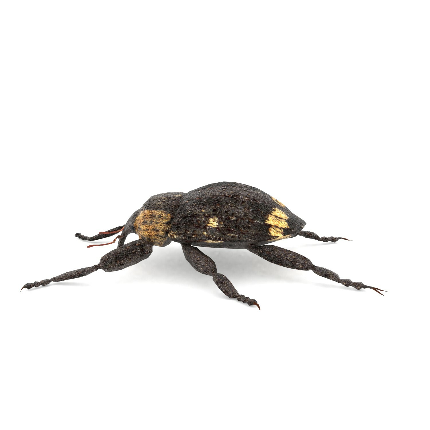 ArtStation - Weevil Echinodera hypocrita | Resources