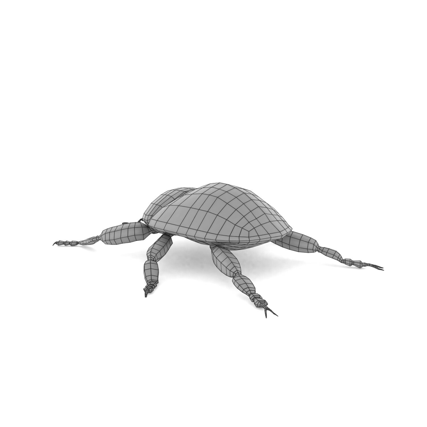 ArtStation - Weevil Echinodera hypocrita | Resources