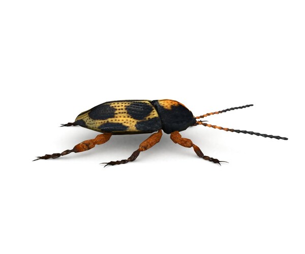 ArtStation - Ten-Spotted Pot Beetle | Resources