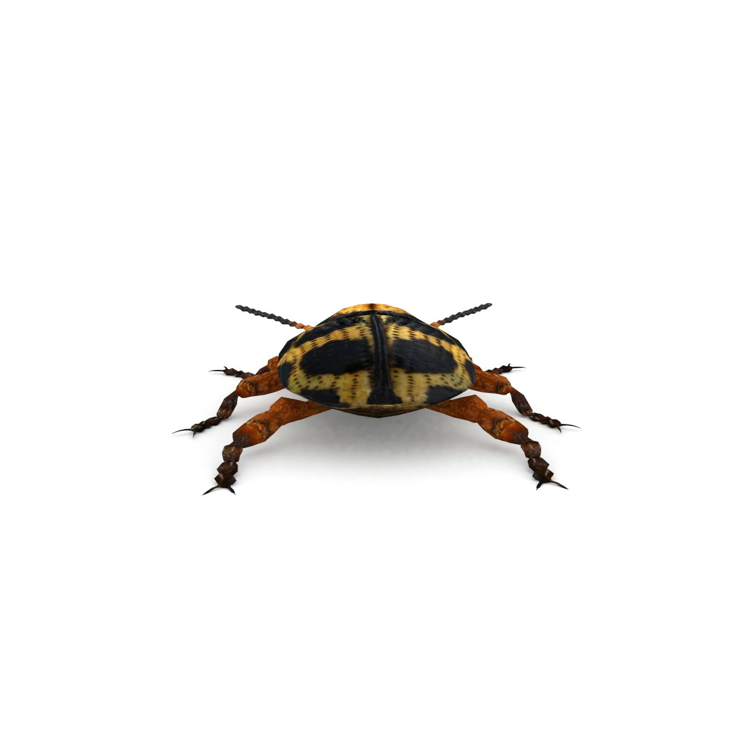 ArtStation - Ten-Spotted Pot Beetle | Resources