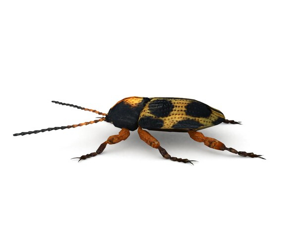 ArtStation - Ten-Spotted Pot Beetle | Resources