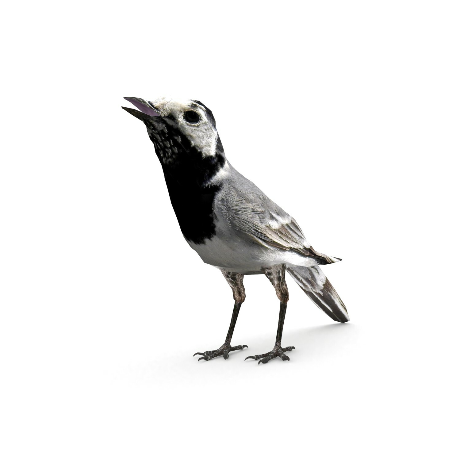 ArtStation - White wagtail | Resources