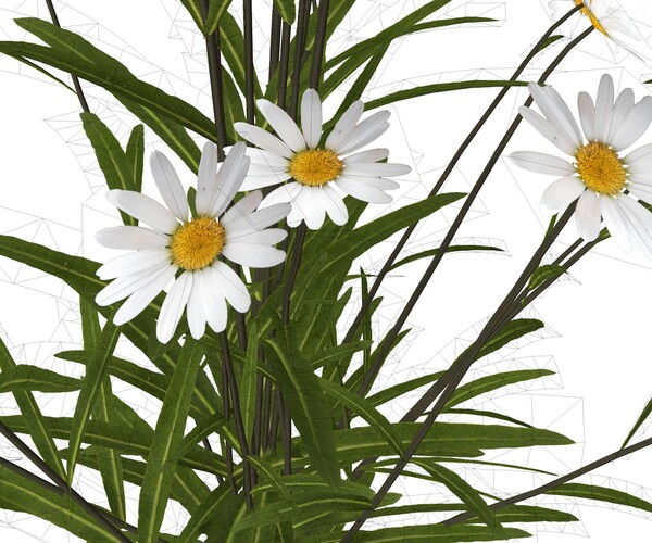 ArtStation - Chamomile | Resources