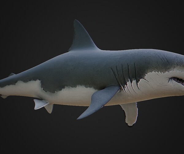 ArtStation - Shark | Game Assets