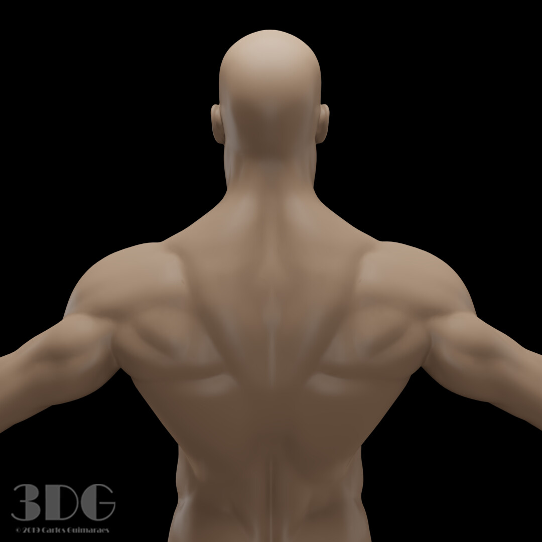 ArtStation - Anatomy Sculpt | Resources