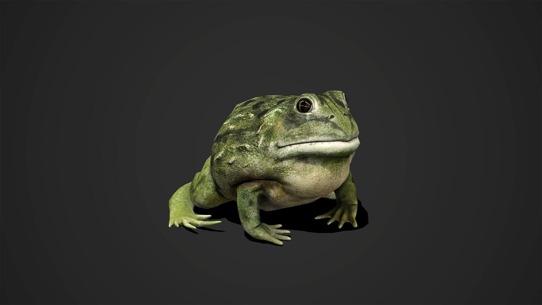 ArtStation - Pixie Frog - Game Ready | Game Assets