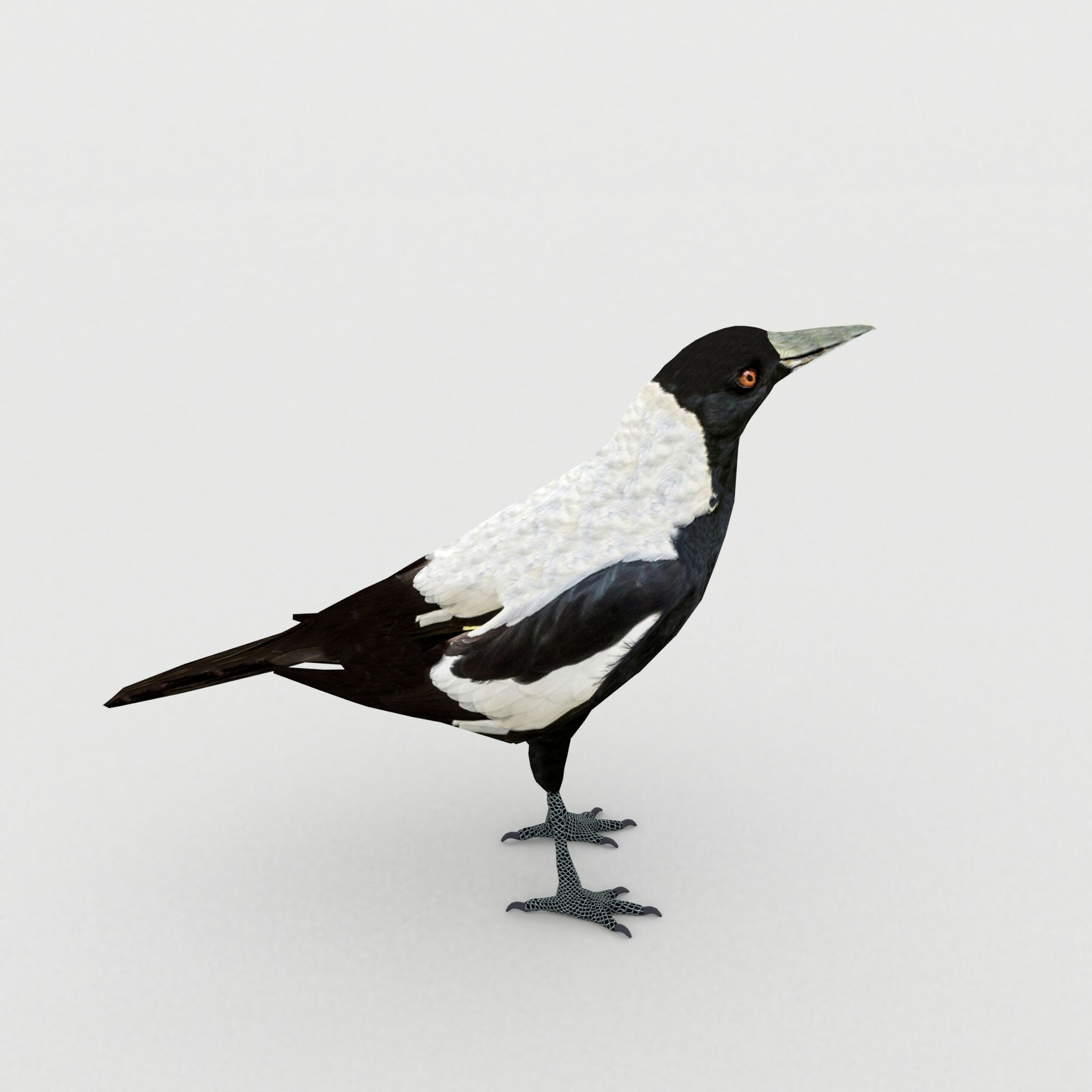 ArtStation - Magpie | Resources