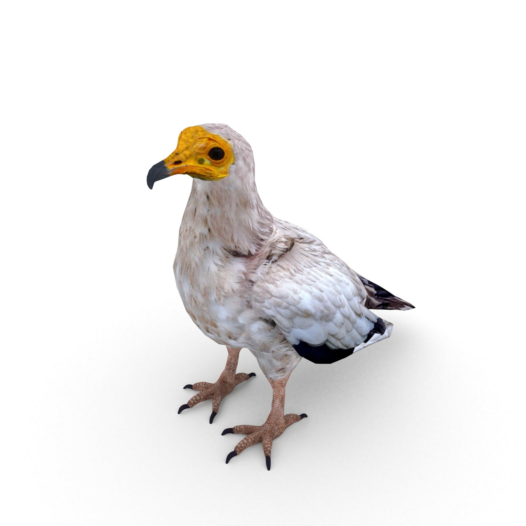 ArtStation - Egyptian vulture (Neophron percnopterus) | Resources