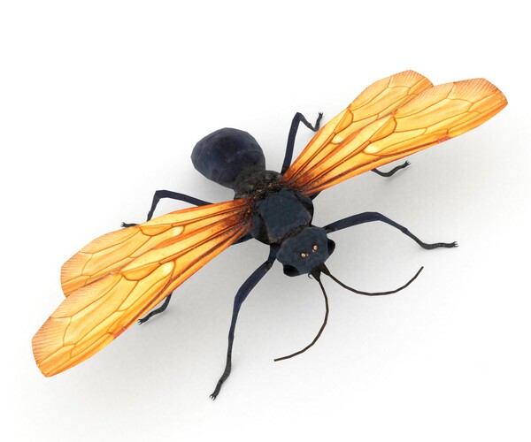 ArtStation - Tarantula hawk | Resources