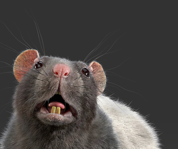 ArtStation - Rat Fur Spotted | Resources