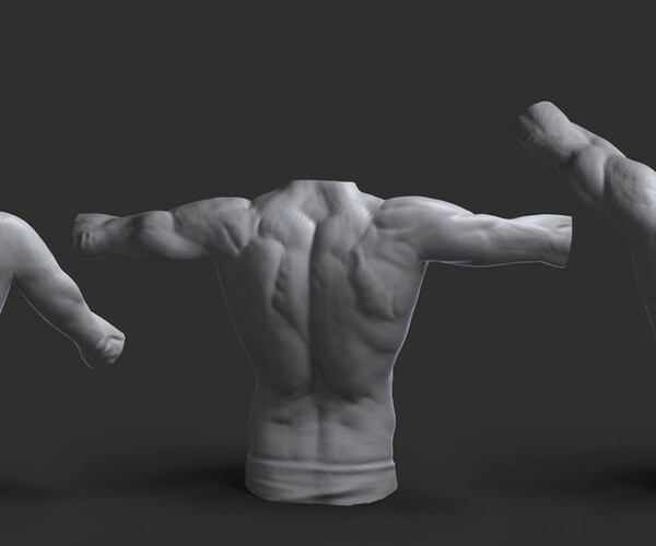 ArtStation - Moving male torso anatomy | Resources