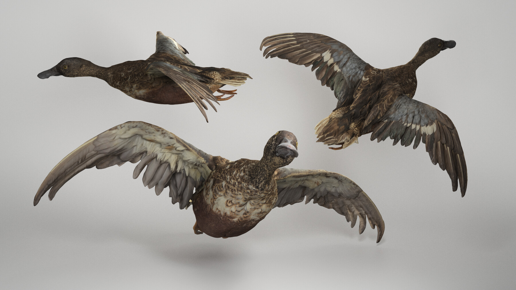 ArtStation - Flying duck 06 | Game Assets