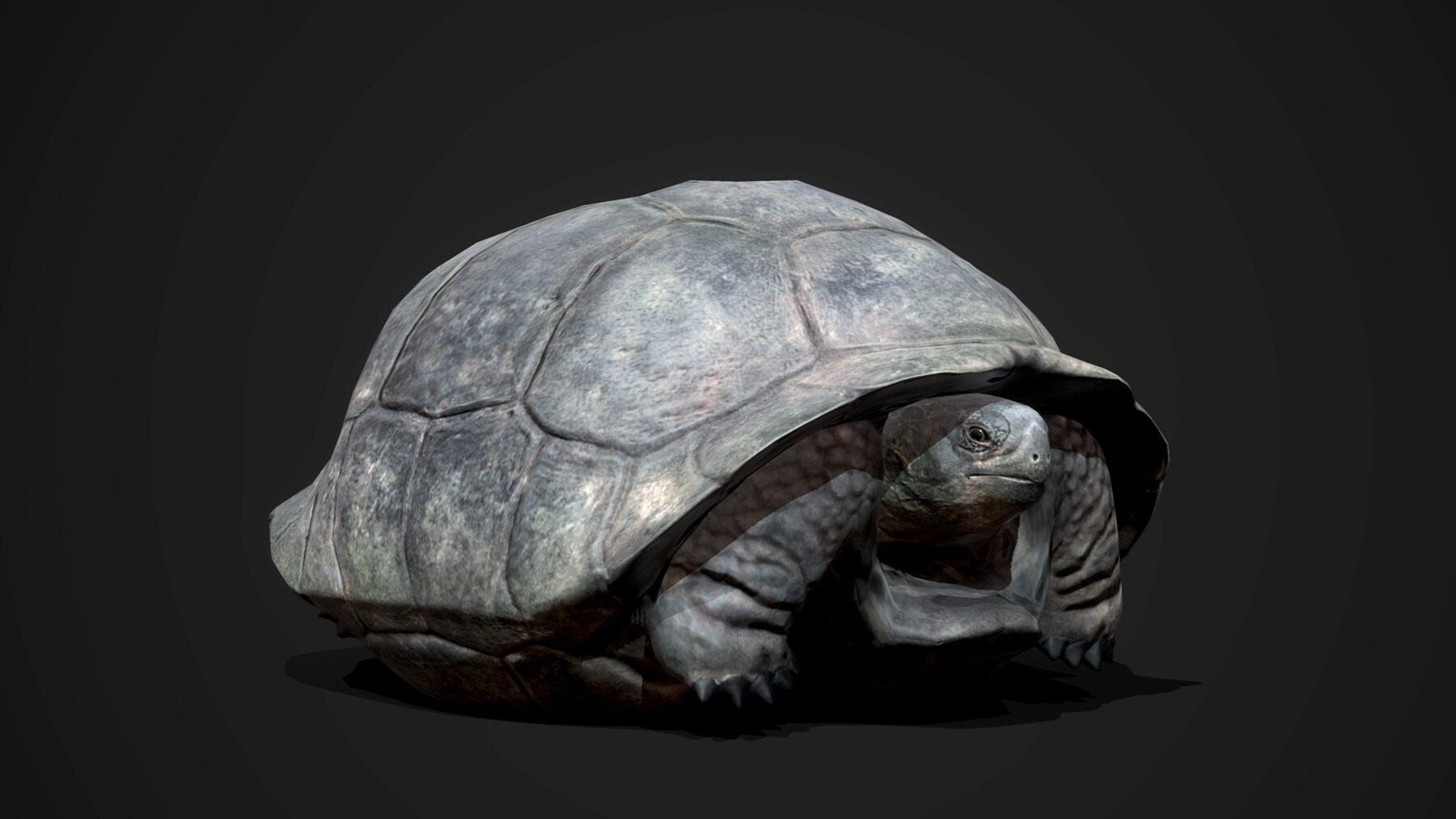 ArtStation - Galapagos Tortoise - Game Ready | Game Assets