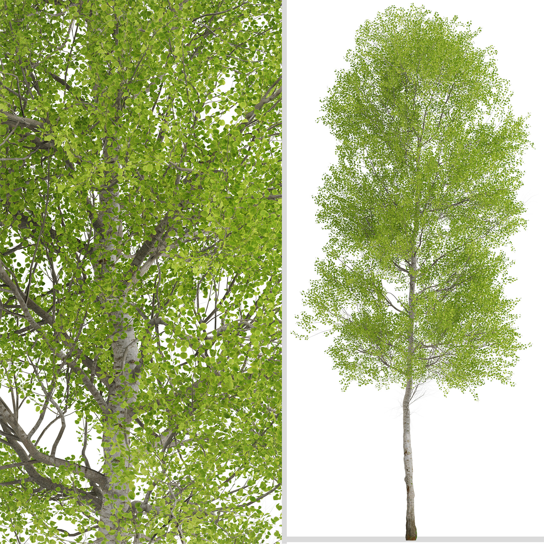 ArtStation - Set of European aspen Trees (Populus tremula) (2 Trees ...