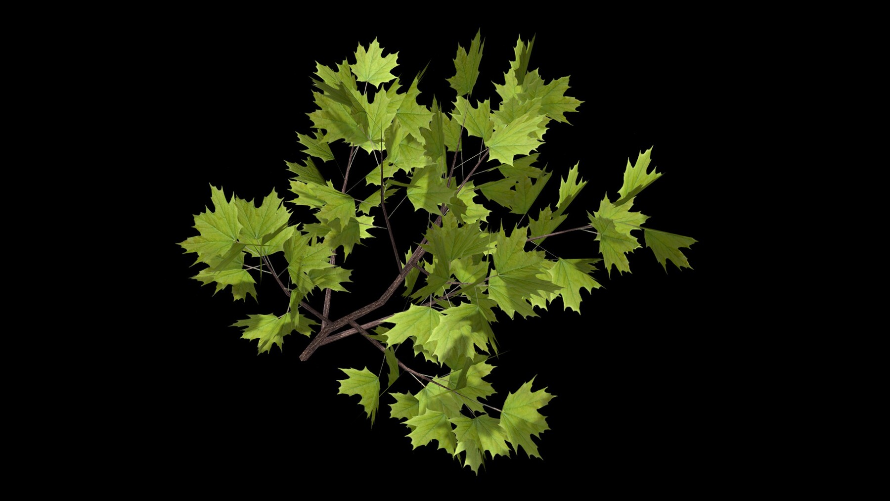 ArtStation - Maple branch | Resources