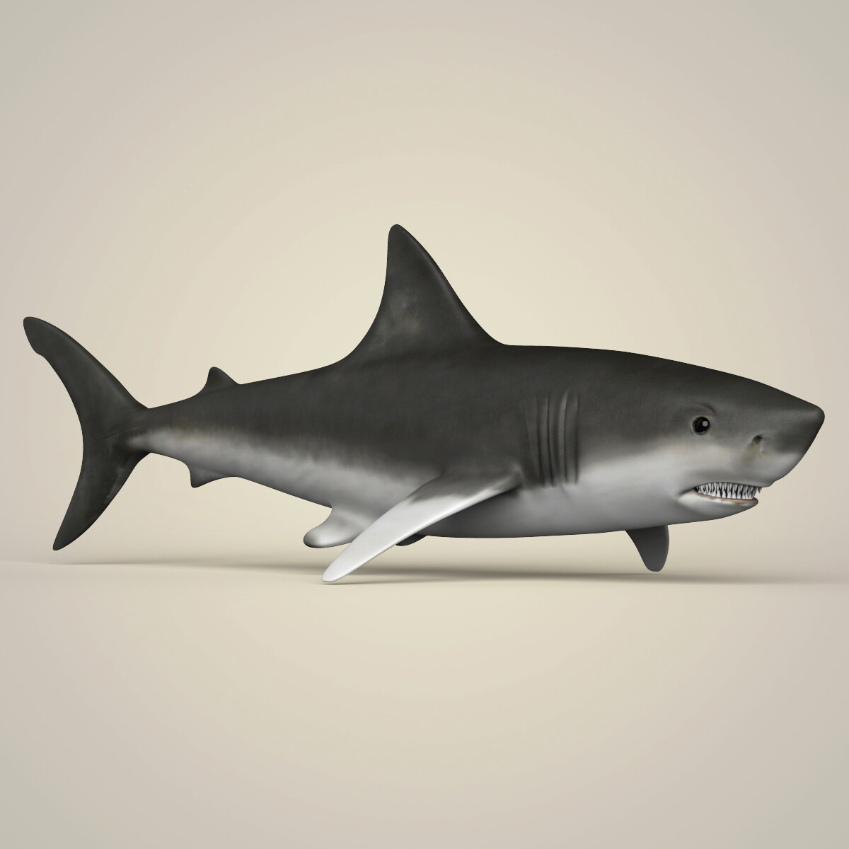 ArtStation - Realistic Shark 3D Model | Resources
