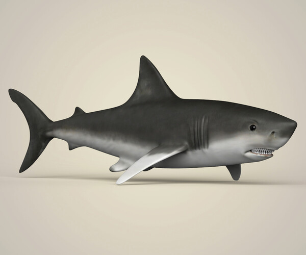 ArtStation - Realistic Shark 3D Model | Resources