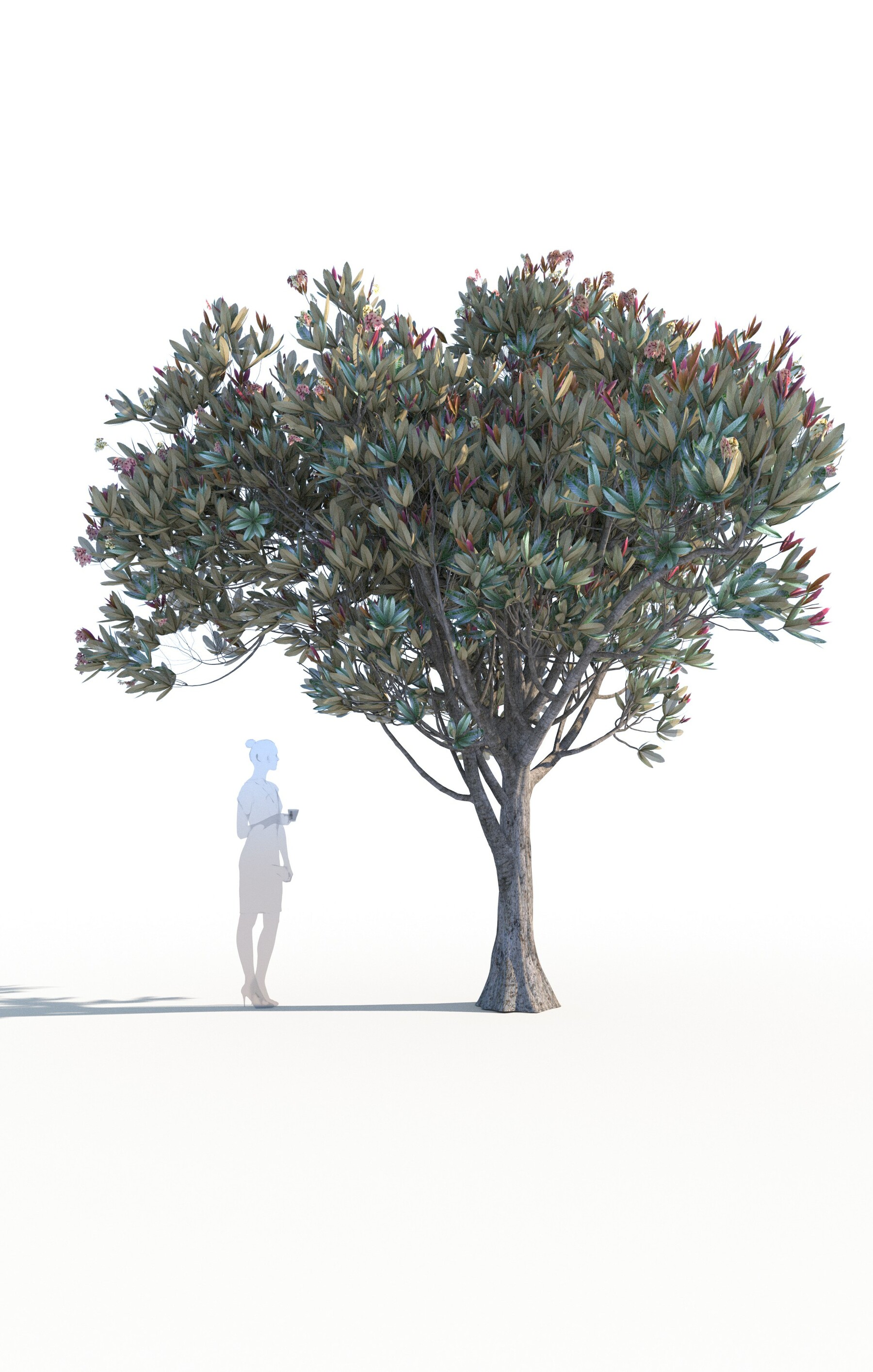 ArtStation - 3d models of young bronze loquat tree eriobotrya deflexa ...