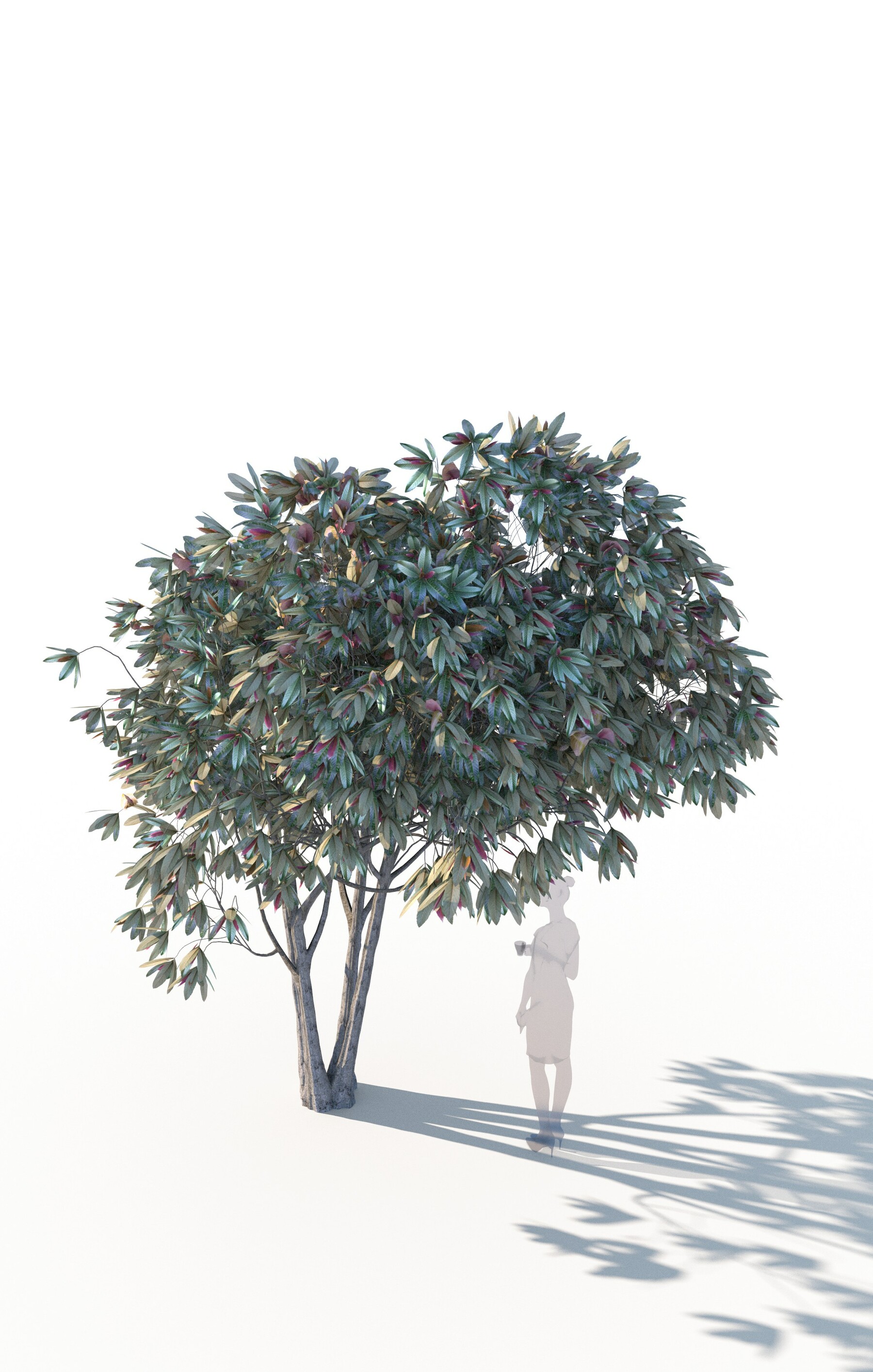 ArtStation - 3d models of multi bronze loquat tree eriobotrya deflexa ...
