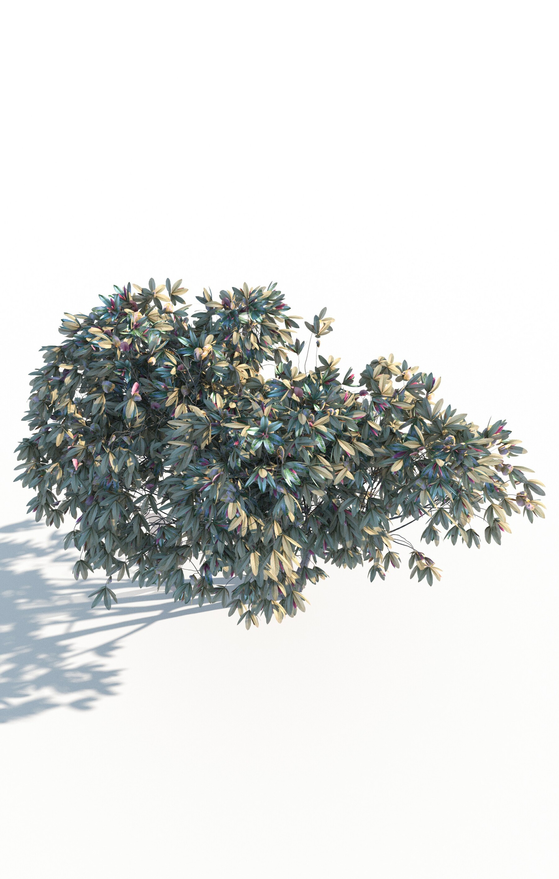 ArtStation - 3d models of multi bronze loquat tree eriobotrya deflexa ...