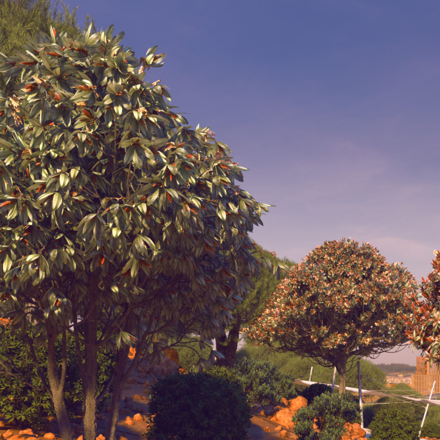 ArtStation - 3d models of multi bronze loquat tree eriobotrya deflexa ...