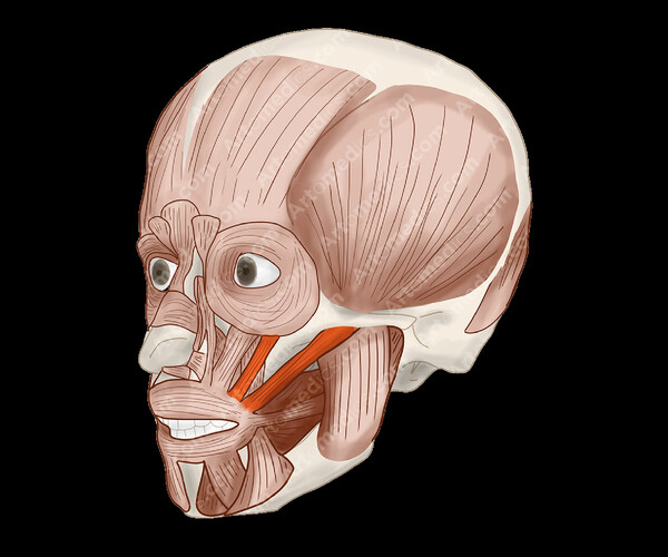 ArtStation - Zygomaticus Muscle (Anterolateral View) - Human Face ...