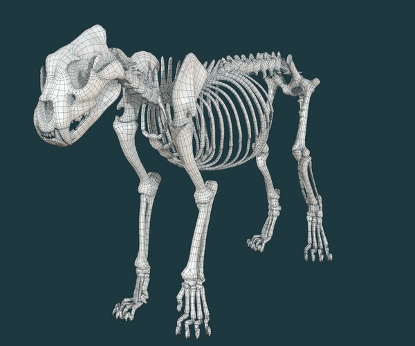 ArtStation - Lion Skeleton | Premium Lion Bone Anatomy Model | Animal ...