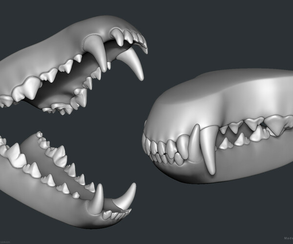 ArtStation - Wolf Dog Mouth and Teeth Set | Resources