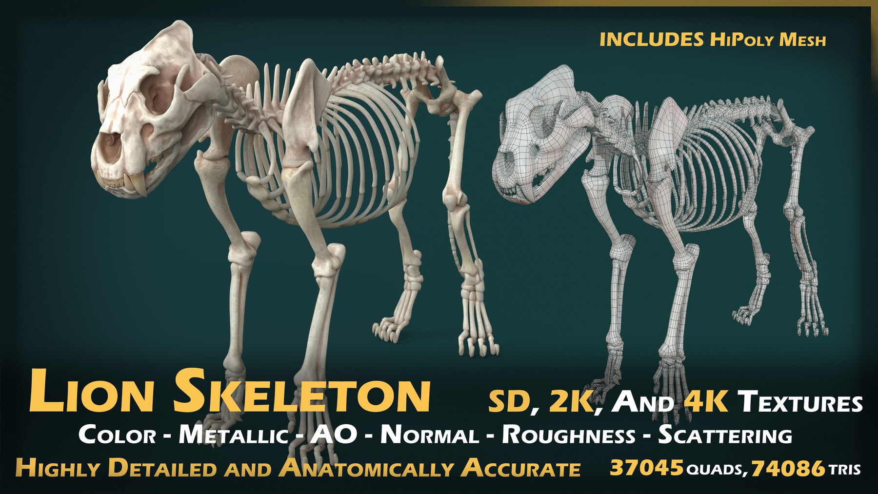 ArtStation - Lion Skeleton | Premium Lion Bone Anatomy Model | Animal ...