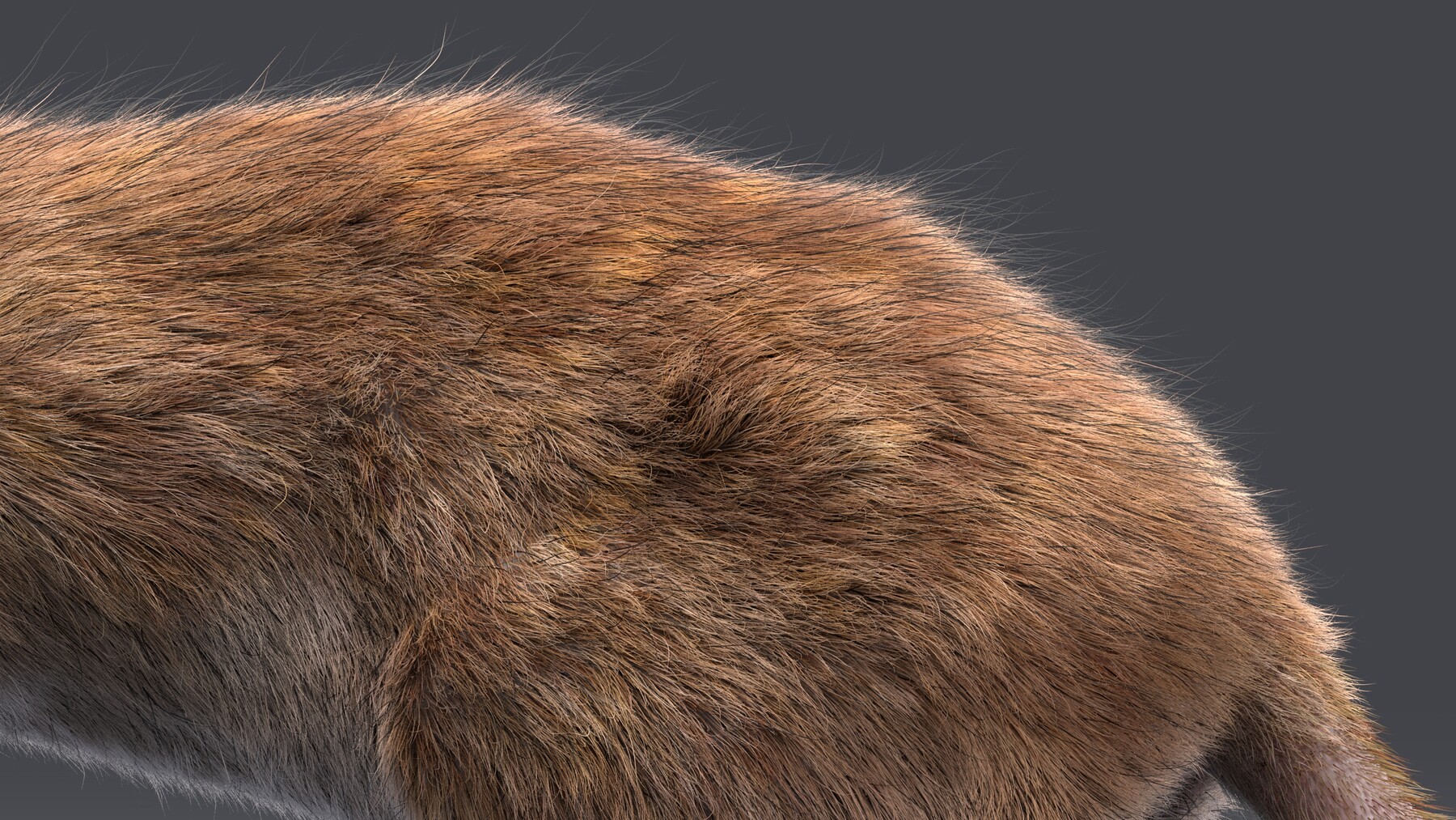 ArtStation - Rat Fur Animated Brown | Resources