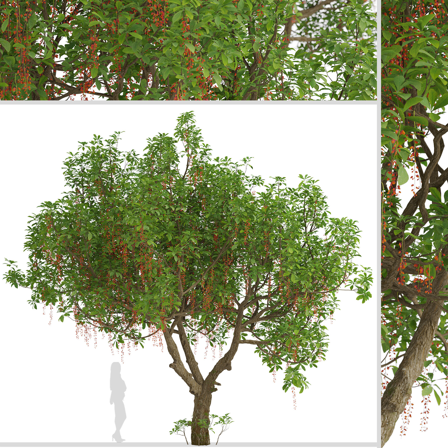 ArtStation - Set of Barringtonia acutangula Trees (Itchy Tree) (2 Trees ...