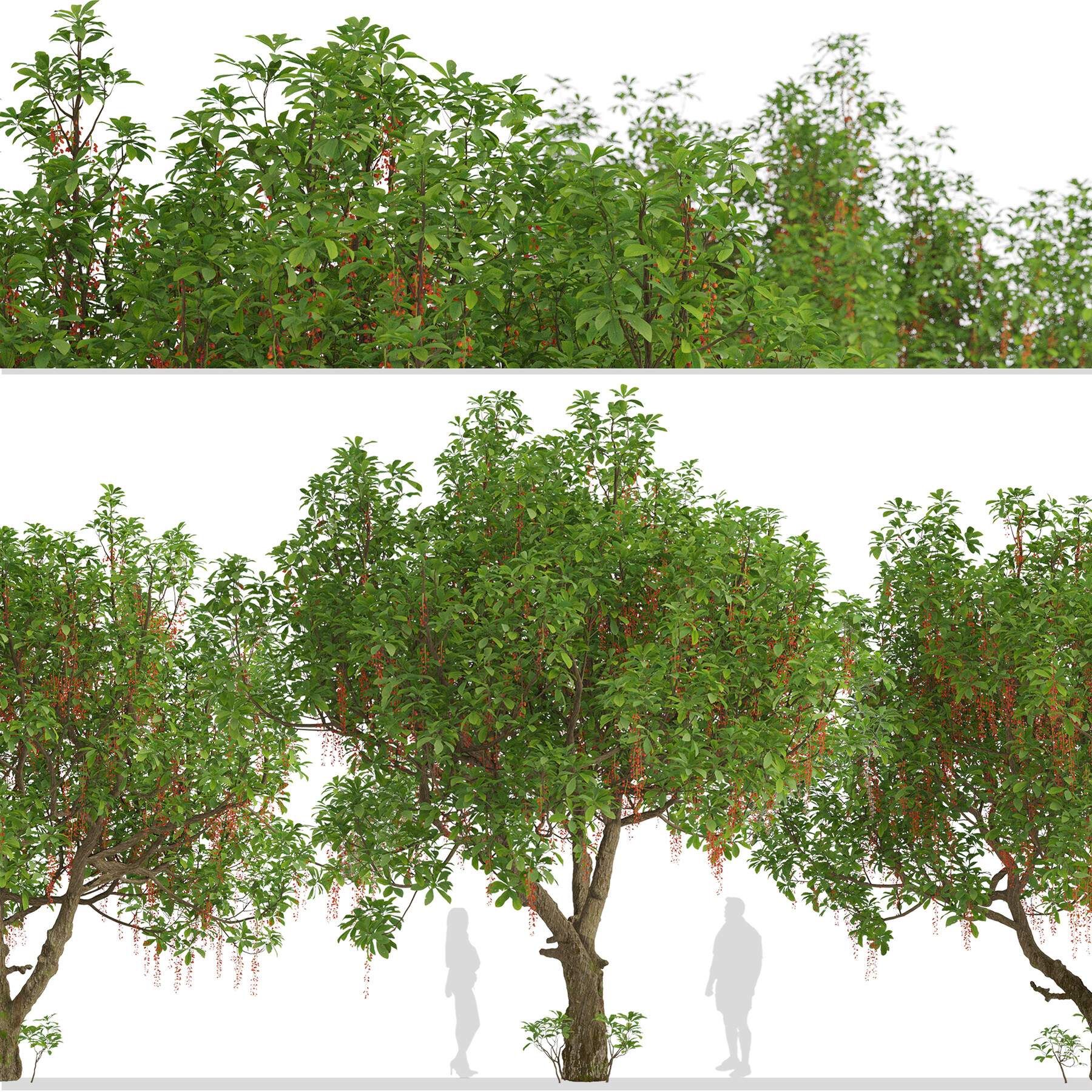 ArtStation - Set of Barringtonia acutangula Trees (Itchy Tree) (2 Trees ...