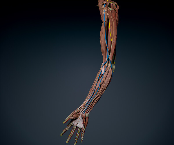 ArtStation - Human Male Arm Anatomy | Resources