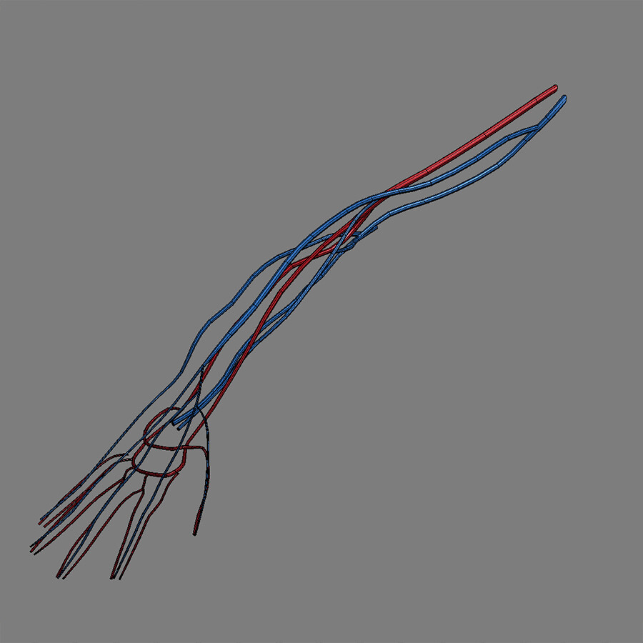 ArtStation - Human Male Arm Anatomy | Resources