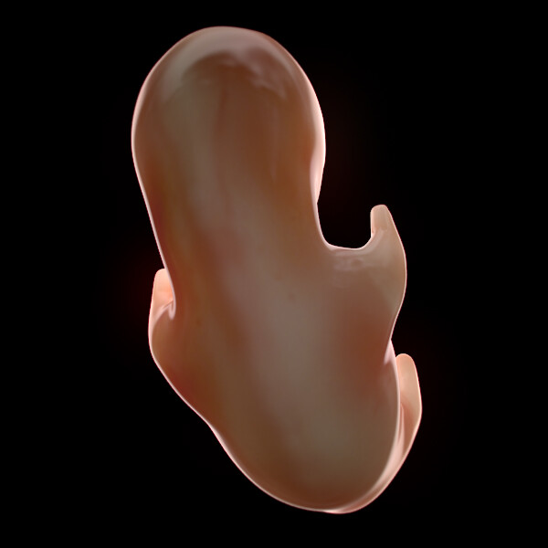 ArtStation - Human Embryo 6 Weeks | Resources