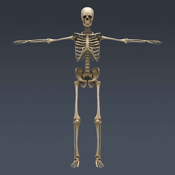 ArtStation - Human Skeleton - 3ds Max Rigged | Resources