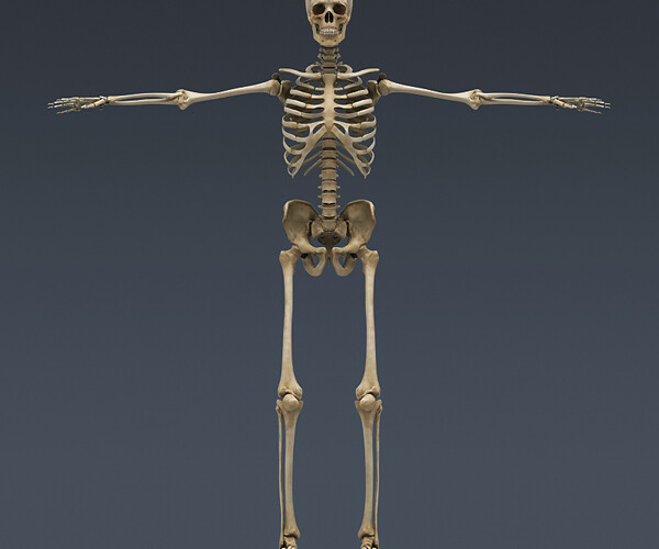 ArtStation - Human Skeleton - Cinema 4D Rigged | Game Assets