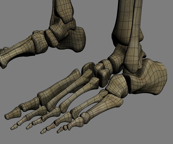 ArtStation - Human Skeleton - 3ds Max Rigged | Resources