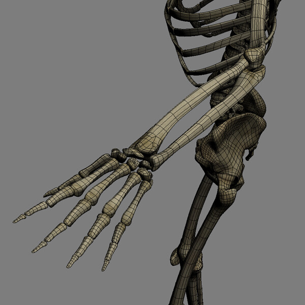 ArtStation - Human Skeleton - 3ds Max Rigged | Resources