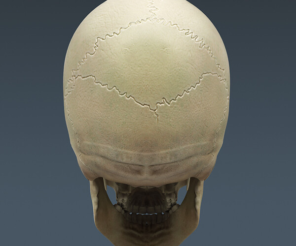 ArtStation - Human Skeleton - Maya Rigged | Resources