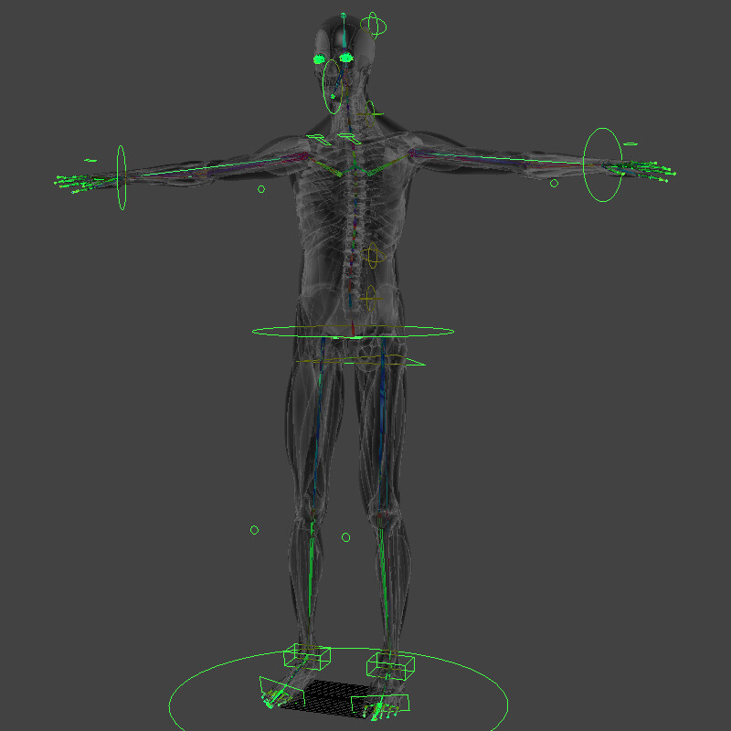 ArtStation - Human Muscular System and Skeleton - Rigged Anatomy ...