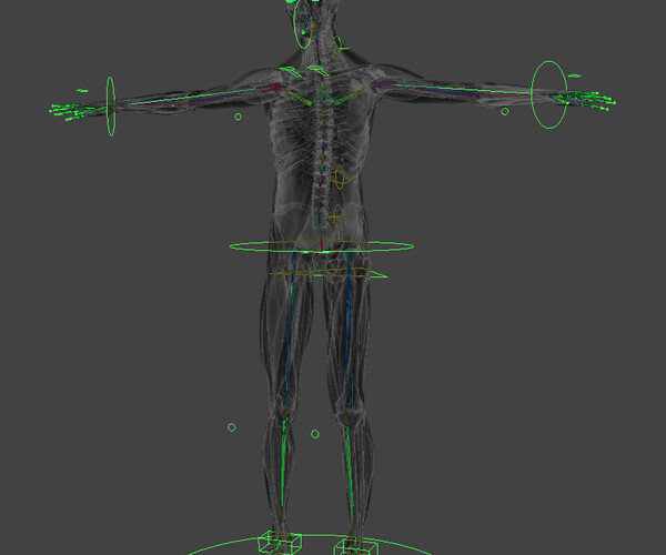 ArtStation - Human Muscular System and Skeleton - Rigged Anatomy ...