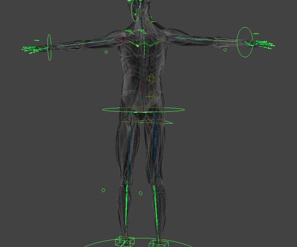 ArtStation - Human Muscular System - Rigged Anatomy | Resources