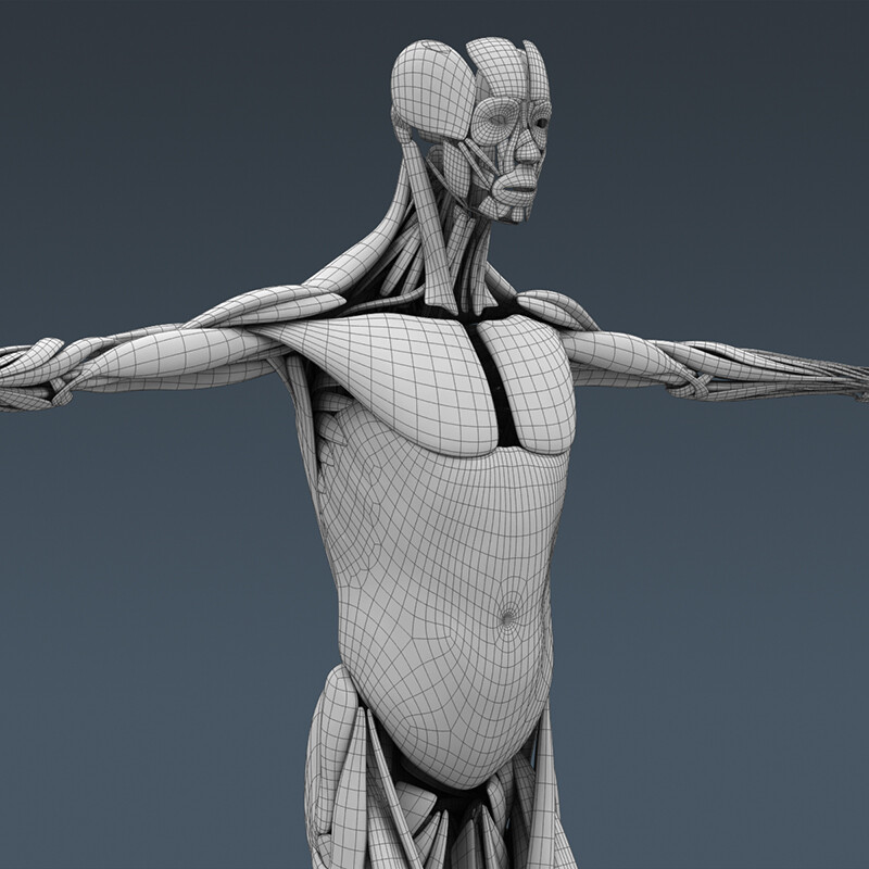 ArtStation - Human Muscular System and Skeleton - Rigged Anatomy ...