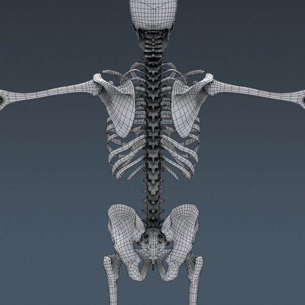 ArtStation - Human Muscular System and Skeleton - Rigged Anatomy ...
